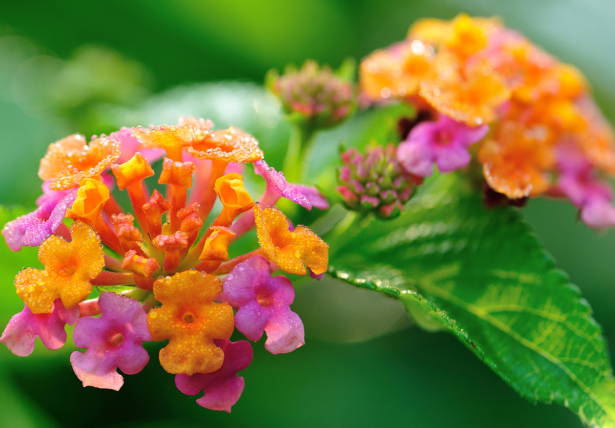 Native Plants for Houston Landscapes